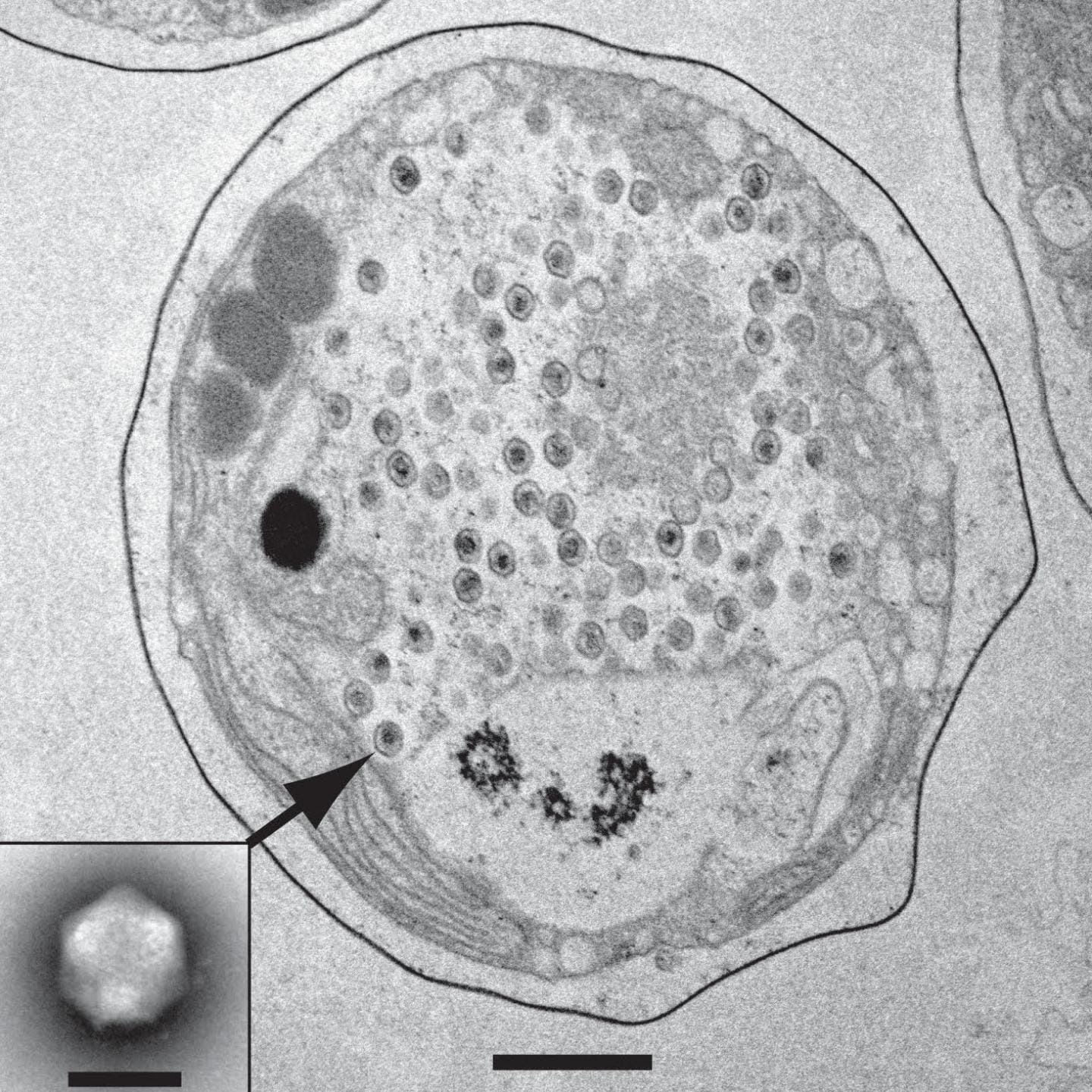 A New Giant Virus Found in the Waters of Oahu, Hawaii - environment ...