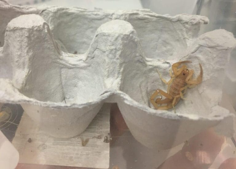 Study Confirms Horseshoe Crabs Are Relatives of Spiders and Scorpions ...