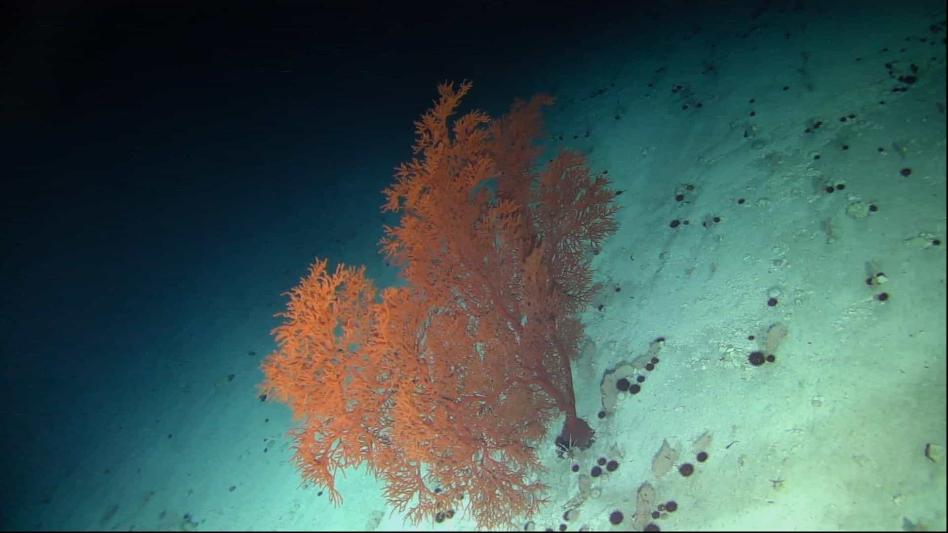 Teledyne Marine Supports NEKTON Deep Ocean Exploration in Seychelles ...