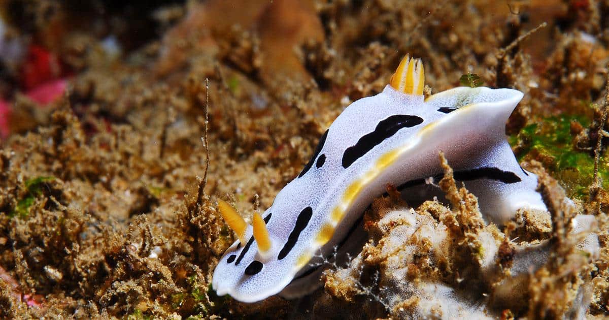 Mathematics of Sea Slug Movement Points to Future Robots - environment ...