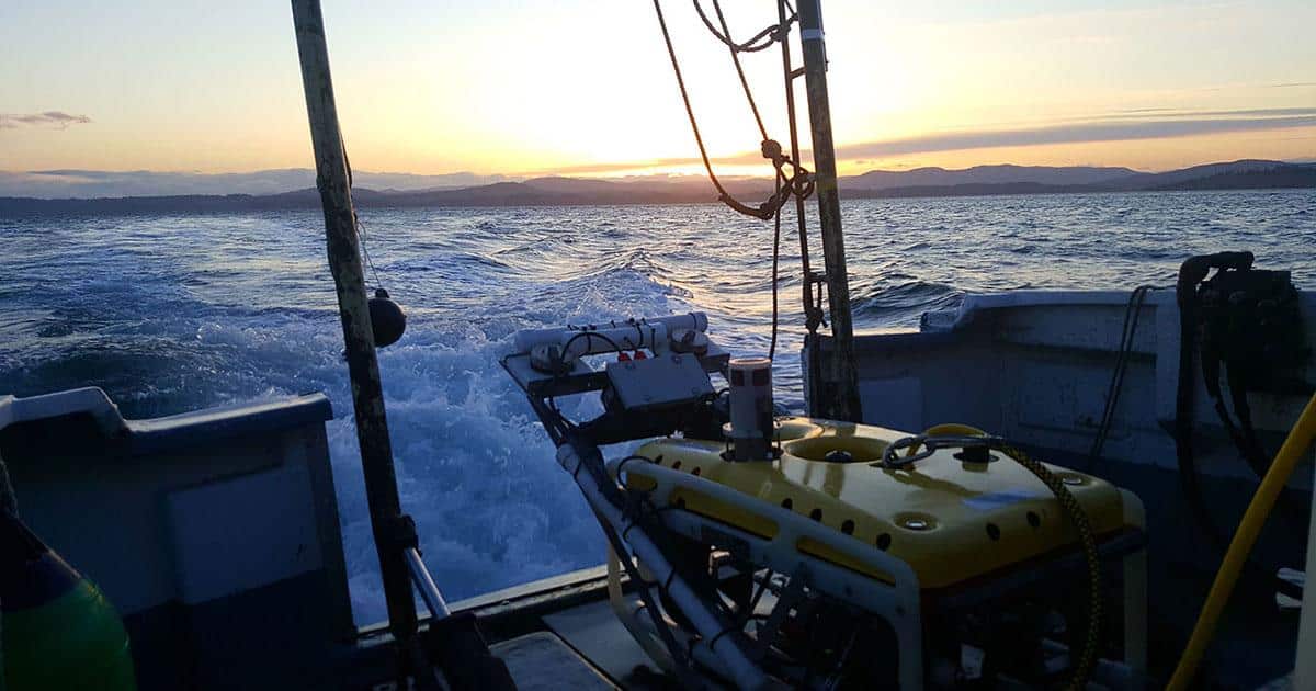 Saab Seaeye ‘Falcon’ Helps Endangered Rockfish - environment coastal ...