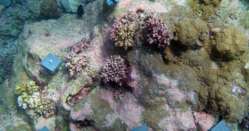 Coral Reefs are Shifting Away from the Equator - environment coastal ...