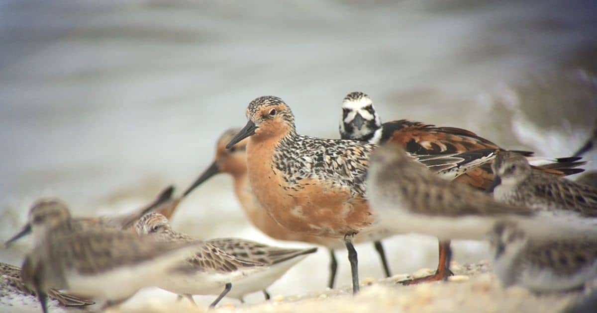 Oyster Farming and Shorebirds Likely Can Coexist - environment coastal ...