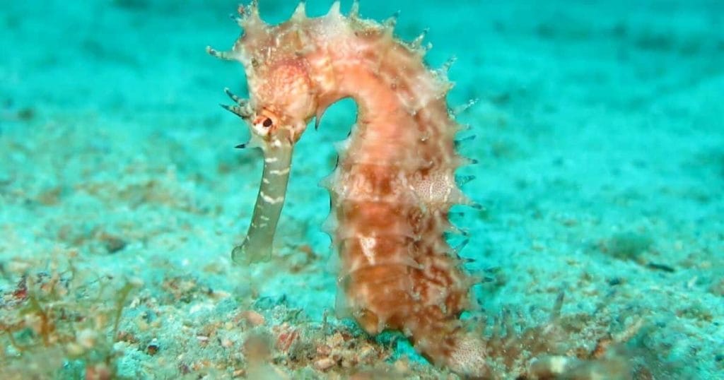 Seahorse and Pipefish Study Opens Window to Marine Genetic Diversity ...