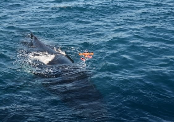 Whale ‘Snot’ Reveals Likely Poor Health During Migration - environment ...