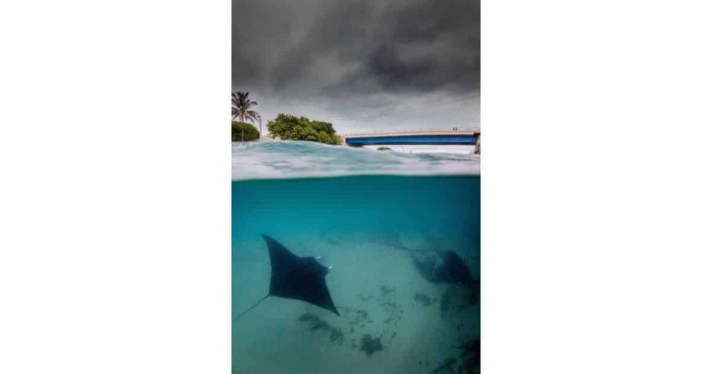 Uncovering The Secrets Of Manta Ray Behavior With A New Mini ADCP ...