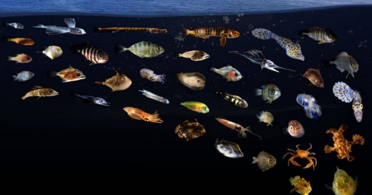 Ocean Surface Slicks Create Superhighway for Diverse Fishes ...
