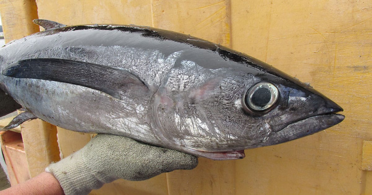 Genetic Markers Show Pacific Albacore Tuna Groups Intermingle Across ...