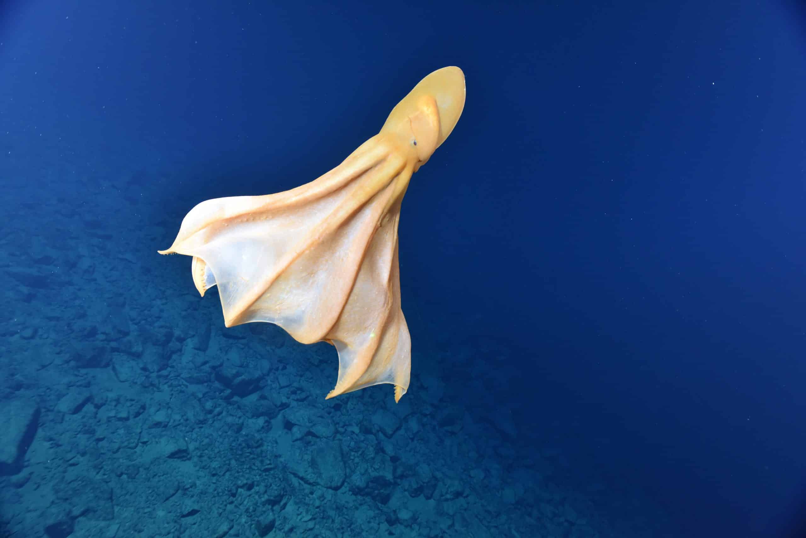 Advancing Deep-Sea Taxonomy - environment coastal & offshore