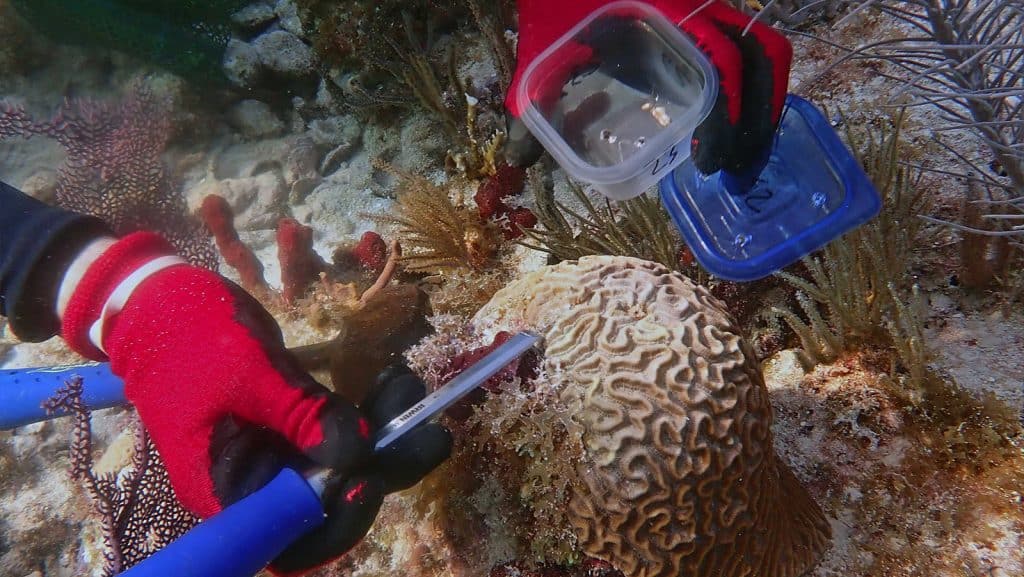 Urban Corals Persist in Unlikely Places - environment coastal & offshore