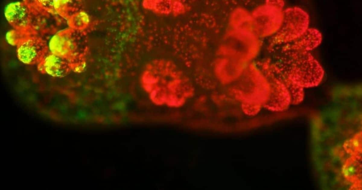 Discovery About Coral-Algal Symbiosis Could Help Coral Reefs Recover ...