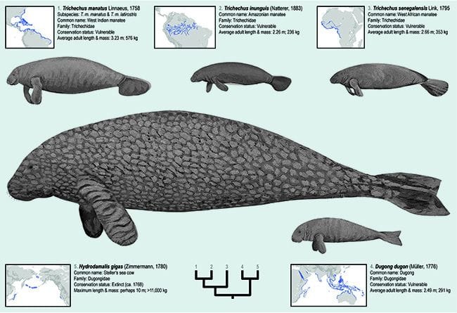 New Research Tracks the History of Manatees Across Earth's Oceans ...