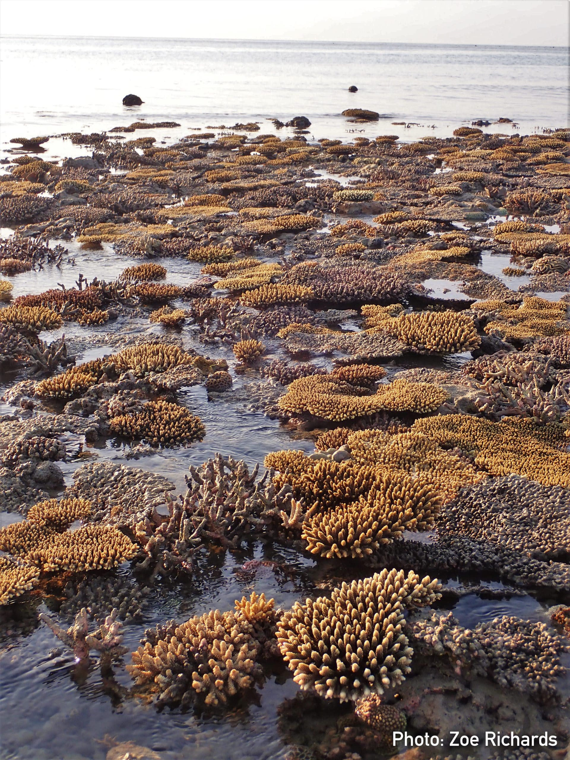 DNA Reveals the Past and Future of Coral Reefs - environment coastal ...