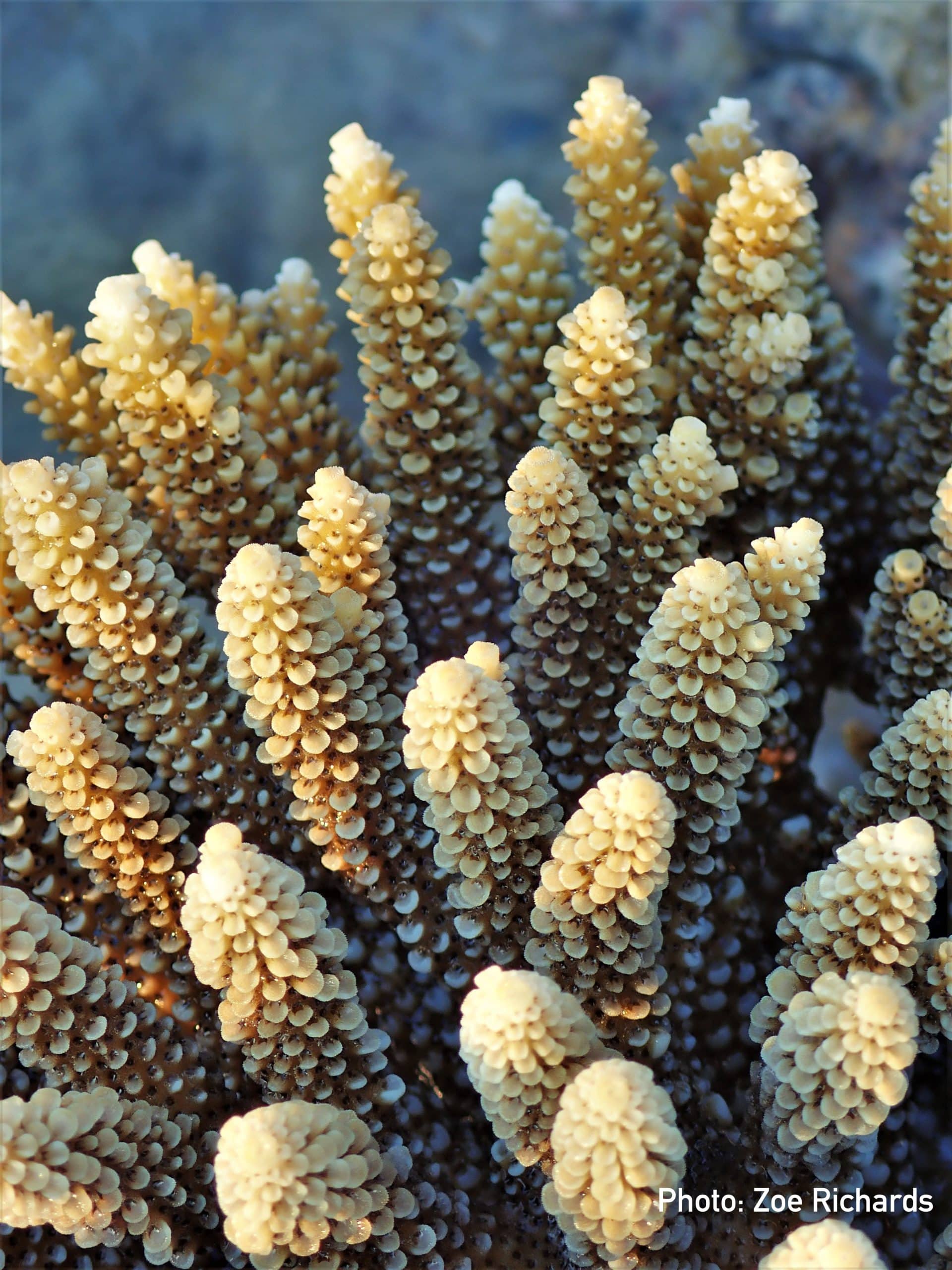 DNA Reveals the Past and Future of Coral Reefs - environment coastal ...