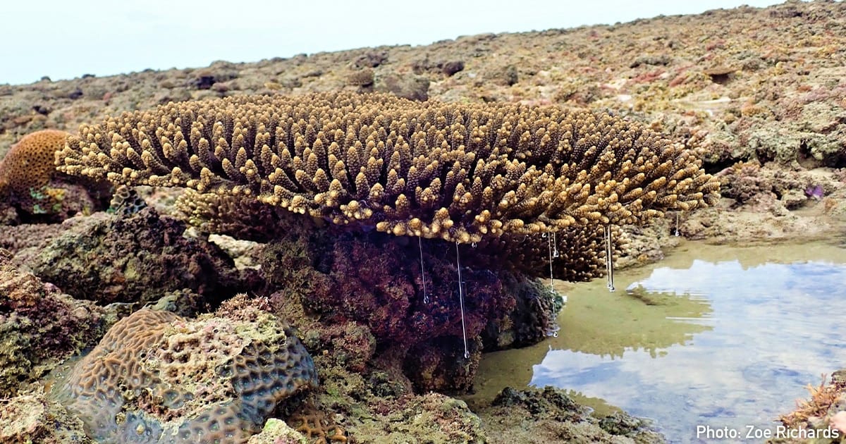 DNA Reveals the Past and Future of Coral Reefs - environment coastal ...