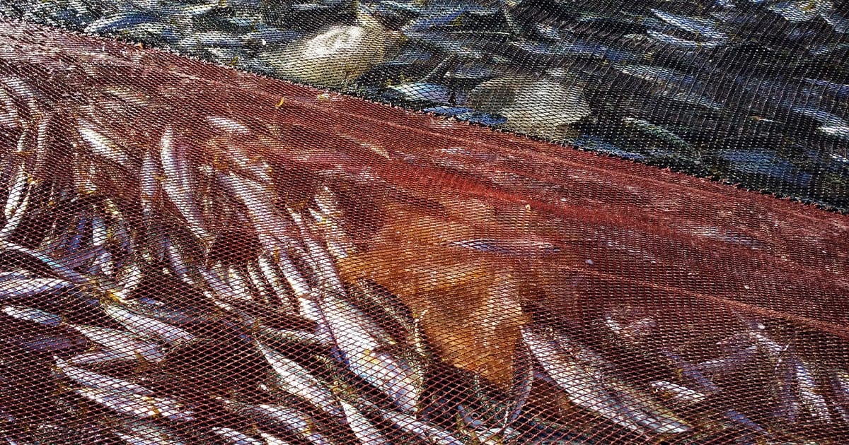 Reducing Bycatch With Sensory Deterrents - environment coastal & offshore