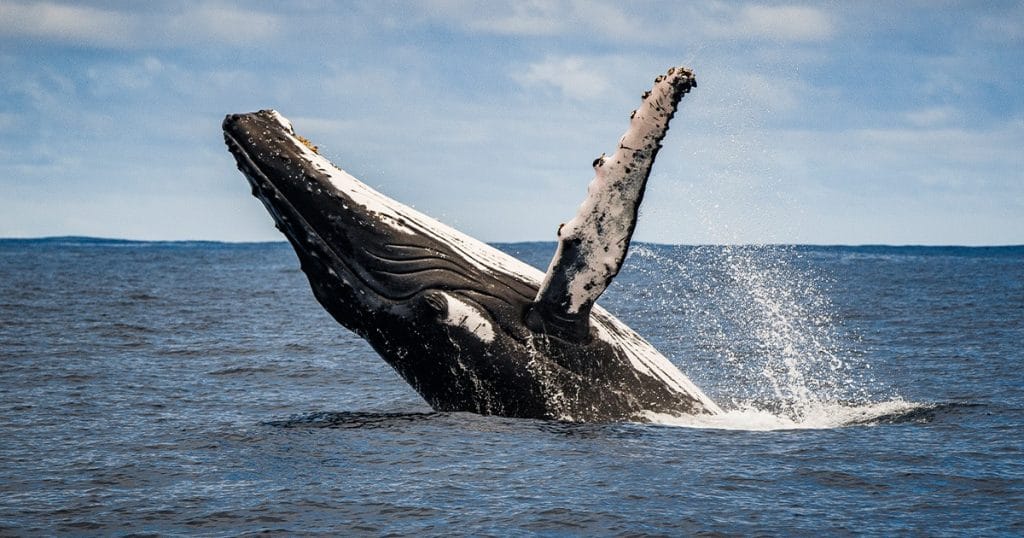 Whales Could be a Valuable Carbon Sink, Say Scientists - environment ...