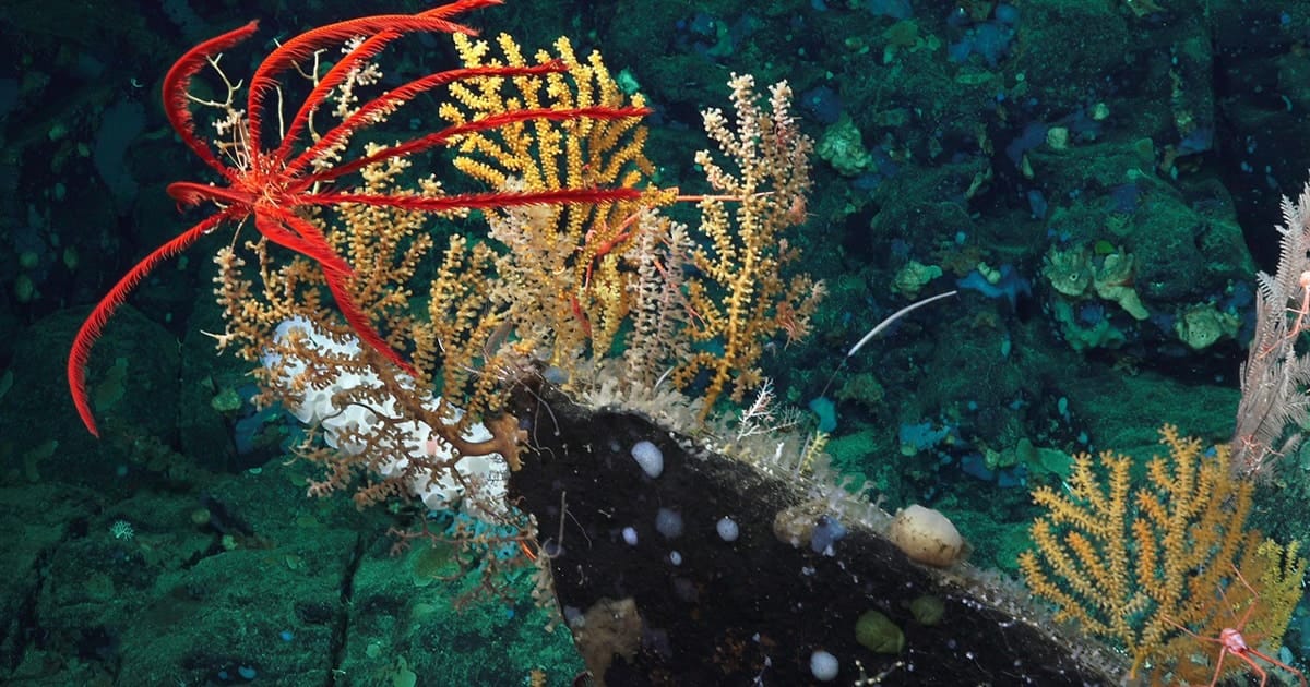 Risks of Ocean-Based Climate Intervention Technologies on Deep-Sea ...