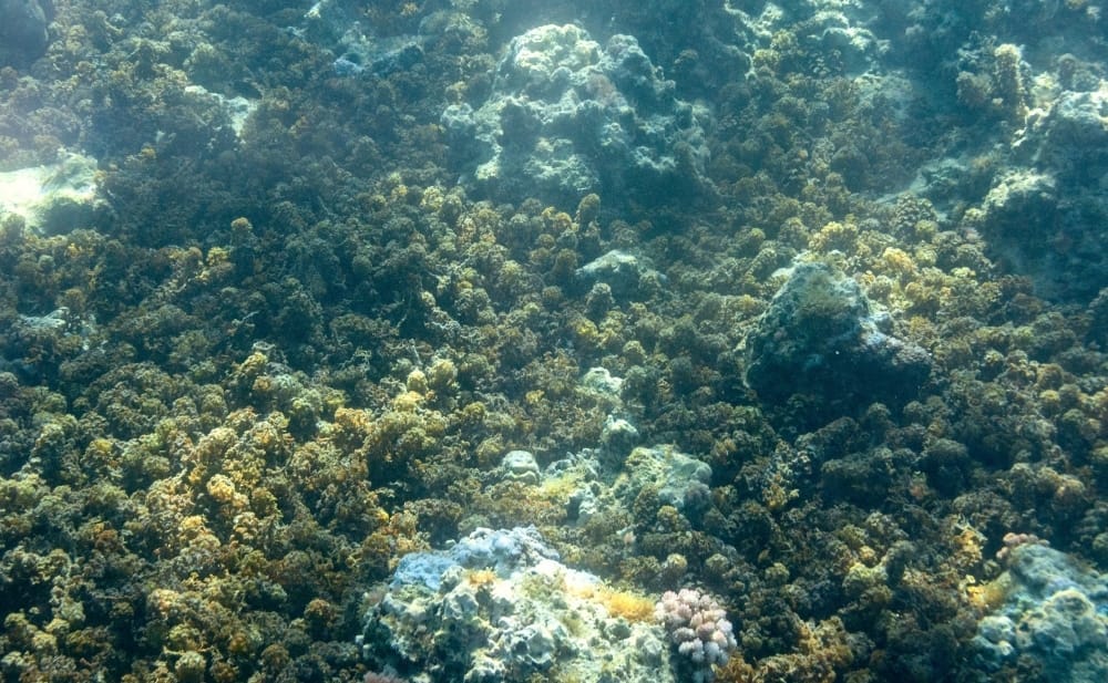 Coral Skeletons Influence Reef Recovery After Bleaching - environment ...