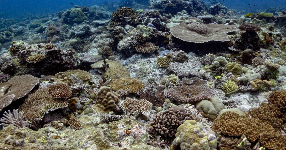Indo-Pacific Corals More Resilient to Climate Change Than Atlantic ...