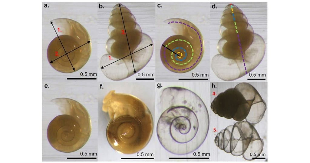 ‘Sea Butterfly’ Life Cycle Threatened by Climate Change May Impact ...