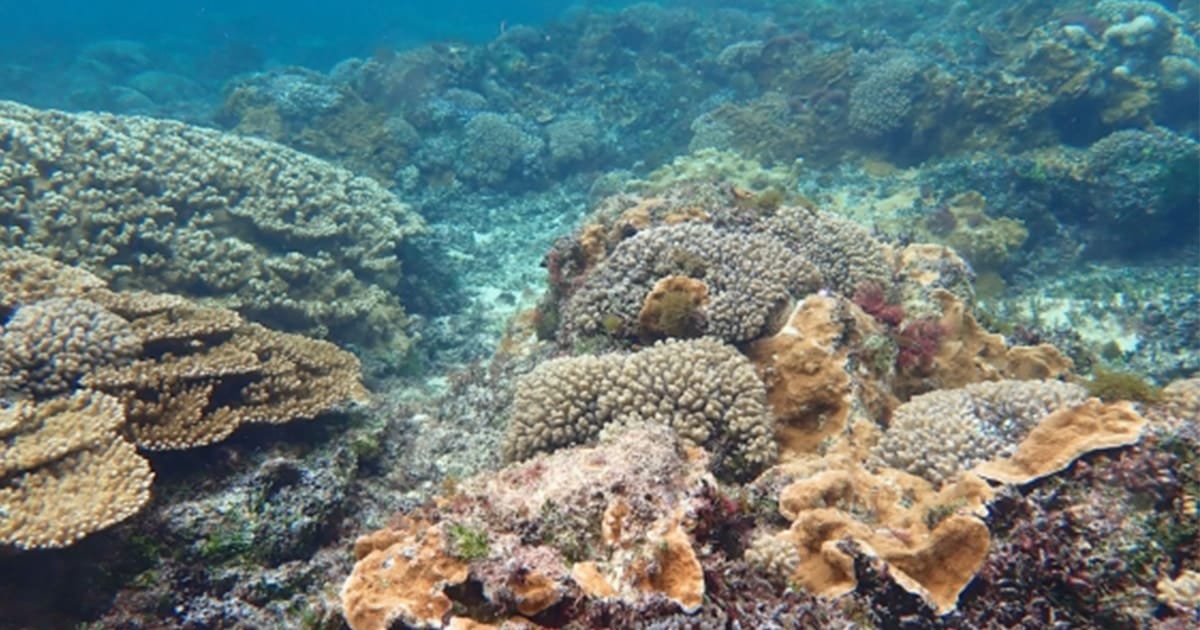 Coral Disease Tripled in the Last 25 Years - environment coastal & offshore