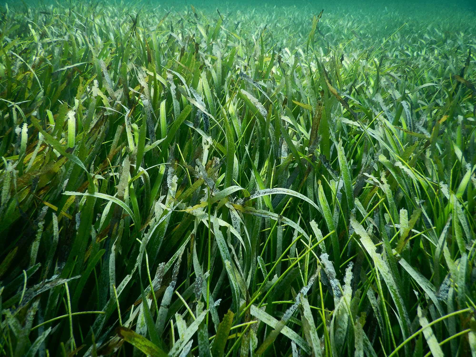 Caribbean Seagrasses Provide Services Worth $255B Annually ...