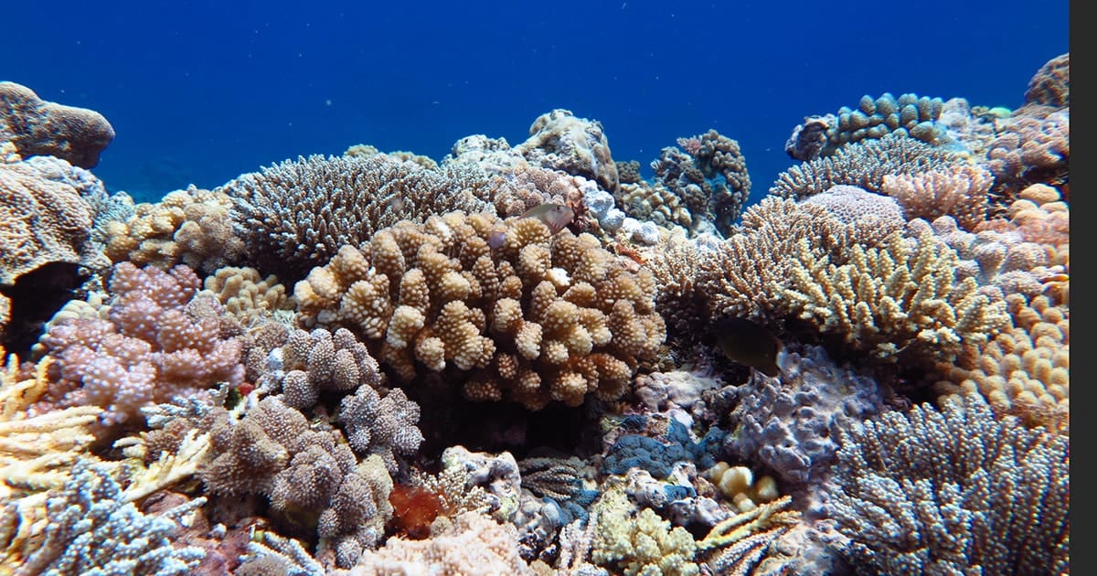 How Do We Decide Which Coral Species to Underwrite in a Warming Future ...