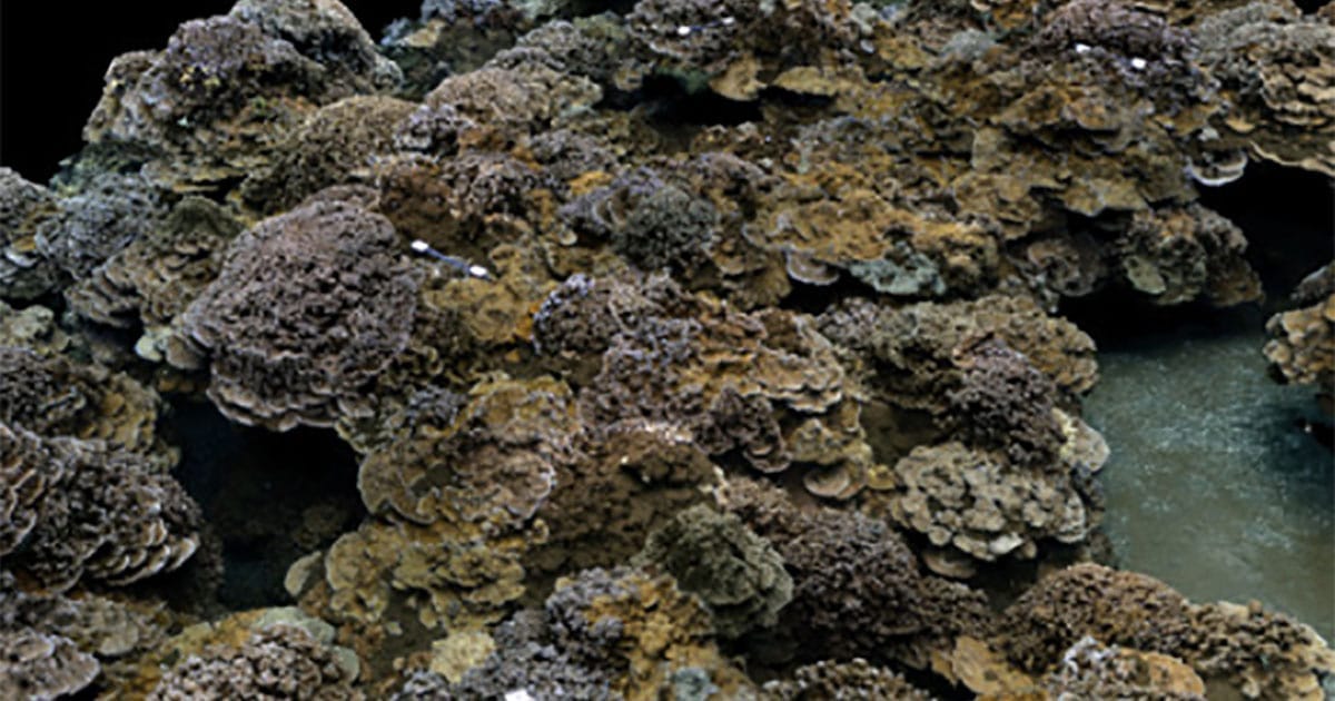 Expanding Access to Coral Reef Conservation Technology - environment ...