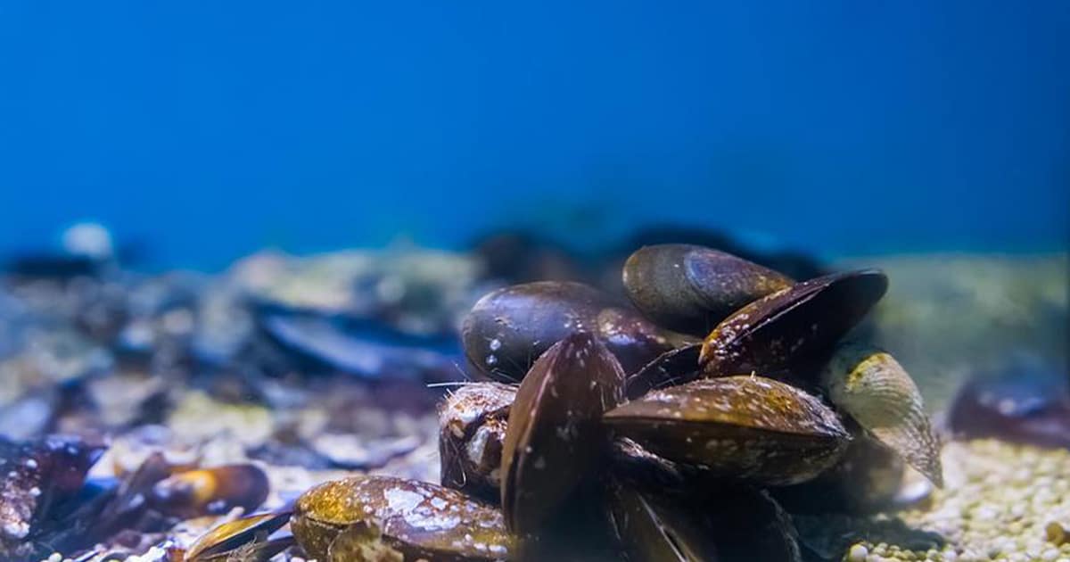 Project Assesses Wider Ecological Benefits of UK’s First Offshore ...