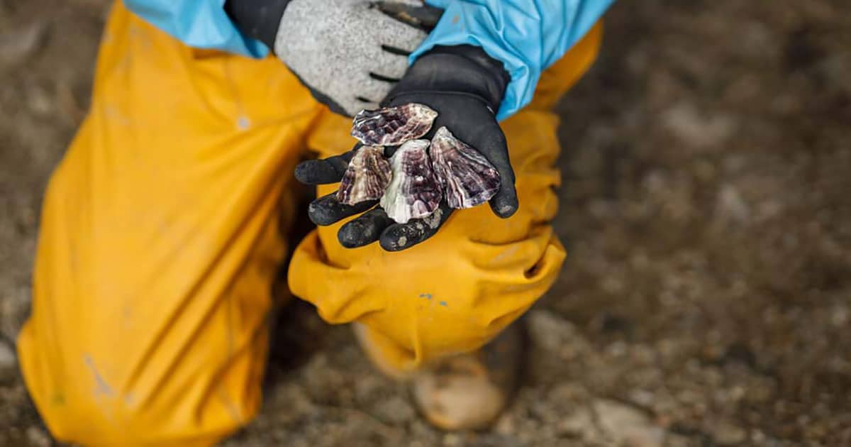 New Guidance and Training for Official Control Regulations on Shellfish ...