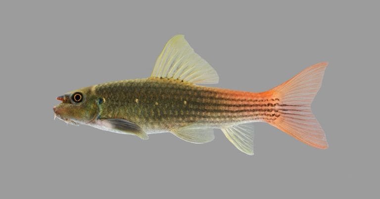 New Fish Species Discovered After Decades of Popularity in the Aquarium ...