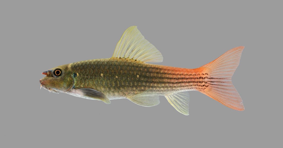 New Fish Species Discovered After Decades of Popularity in the Aquarium ...