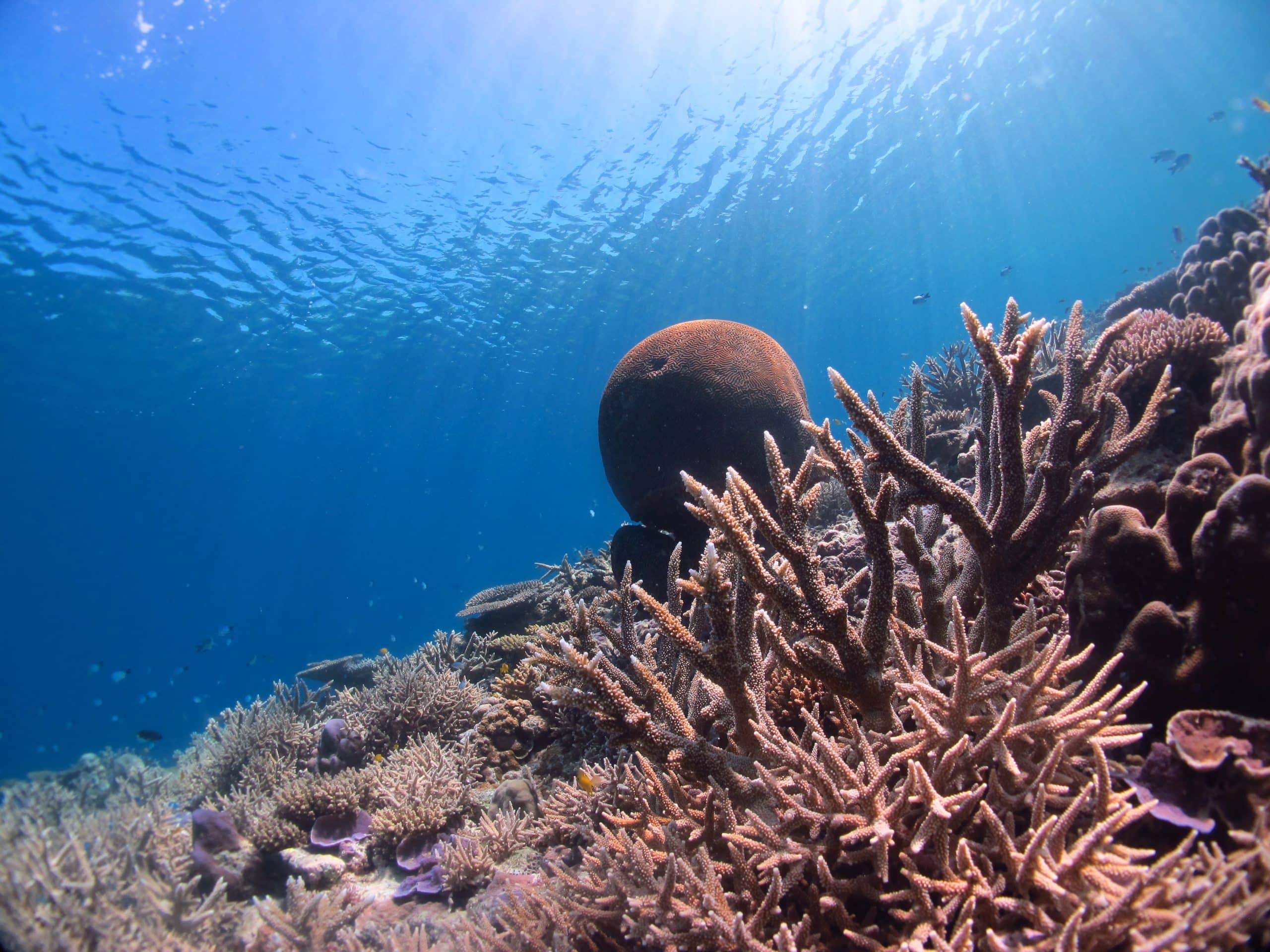 How Do We Decide Which Coral Species to Underwrite in a Warming Future ...
