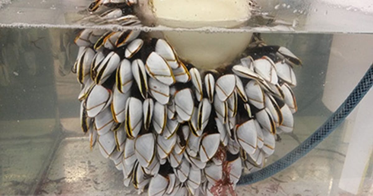 Barnacles May Help Reveal Location of Lost Malaysia Airlines Flight ...
