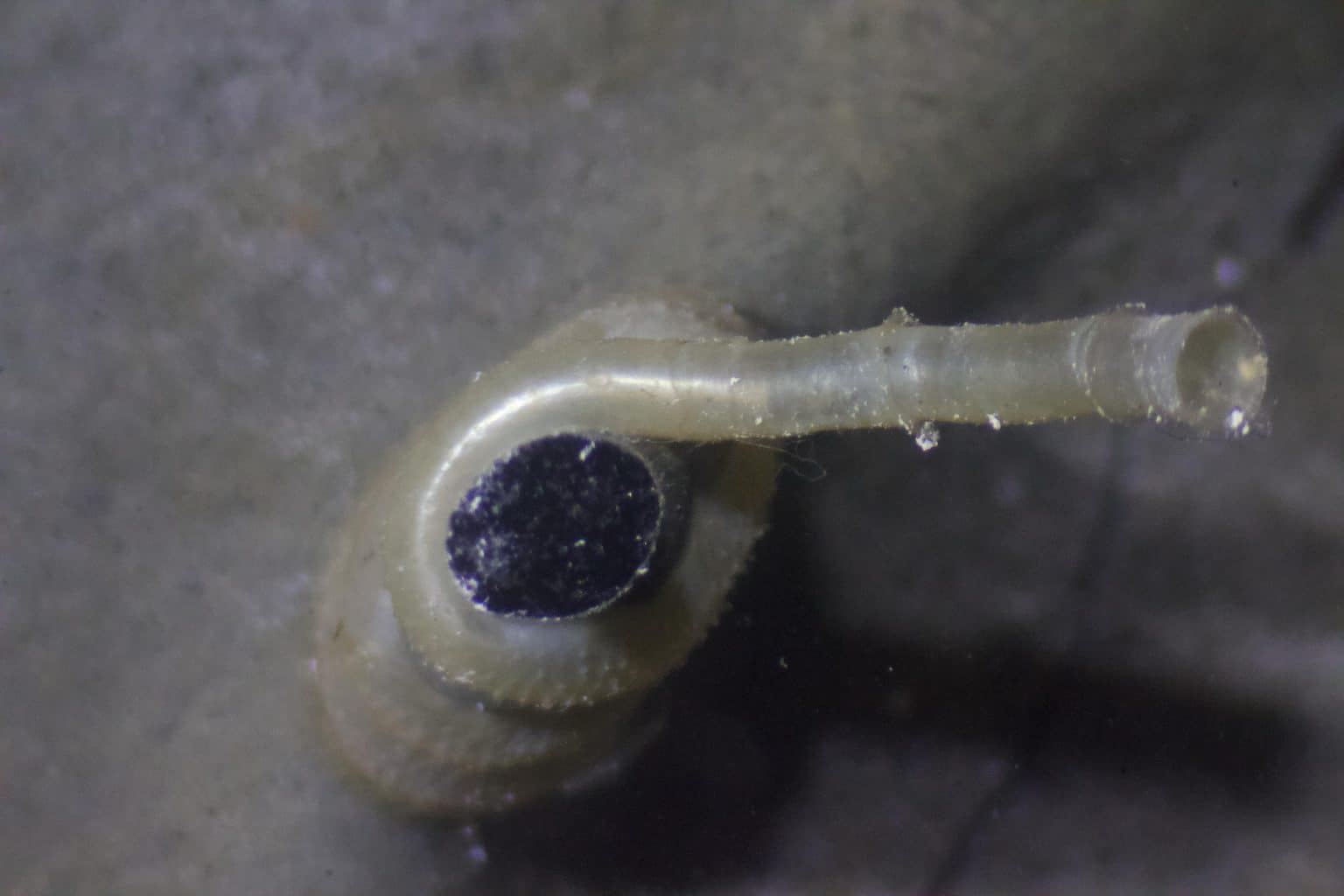 Scientists Discover New Ecosystem Underneath Hydrothermal Vents ...