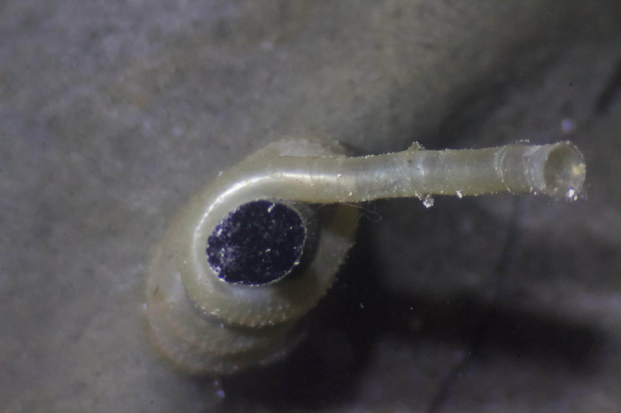 Scientists Discover New Ecosystem Underneath Hydrothermal Vents ...