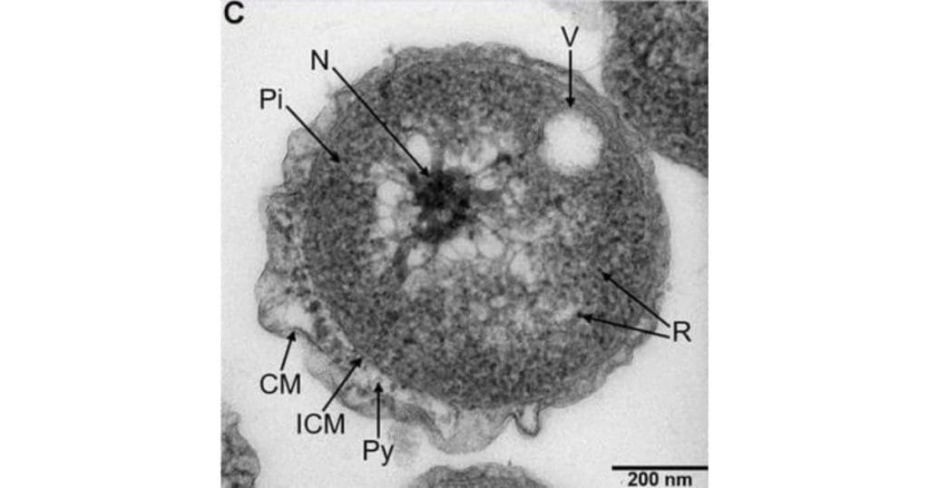 New Species of Marine Bacteria Isolated from a Deep-Sea Cold Seep ...