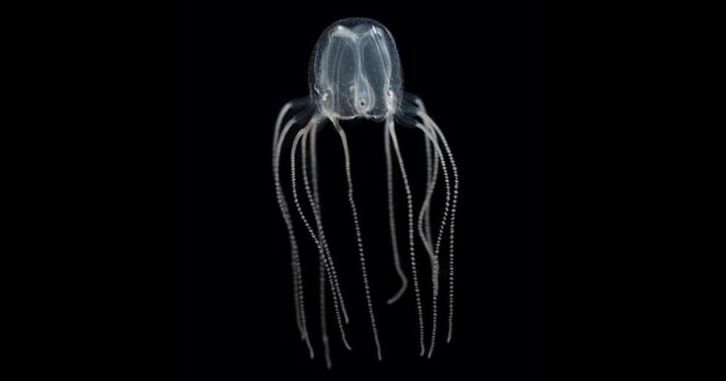 Jellyfish Are Smarter Than You Think - environment coastal & offshore