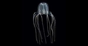 Jellyfish Are Smarter Than You Think - environment coastal & offshore