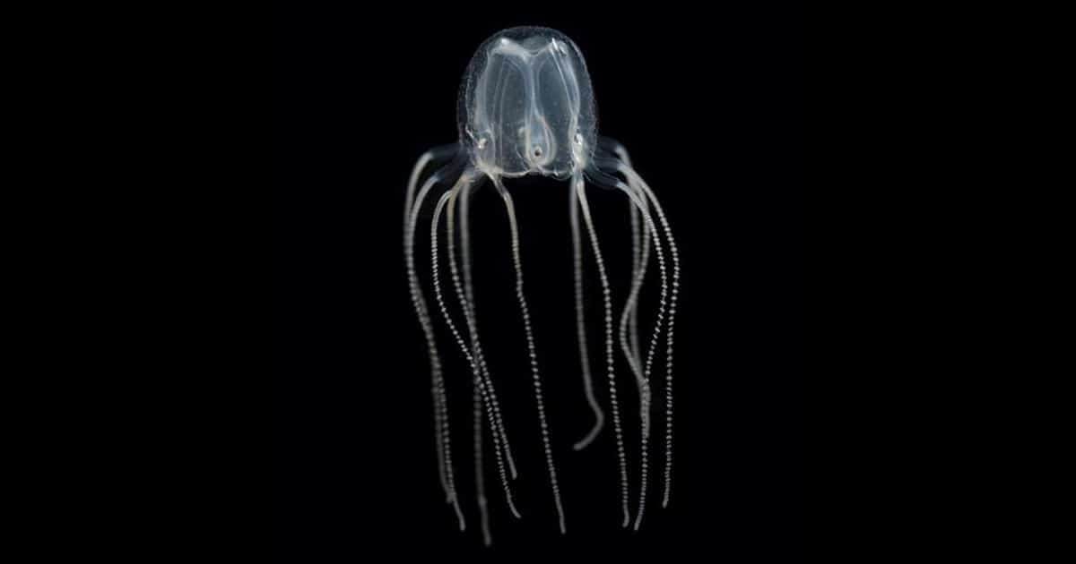 Jellyfish Are Smarter Than You Think - environment coastal & offshore