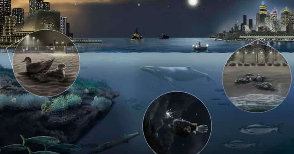 Light Pollution Threatens Coastal Marine Systems - environment coastal ...