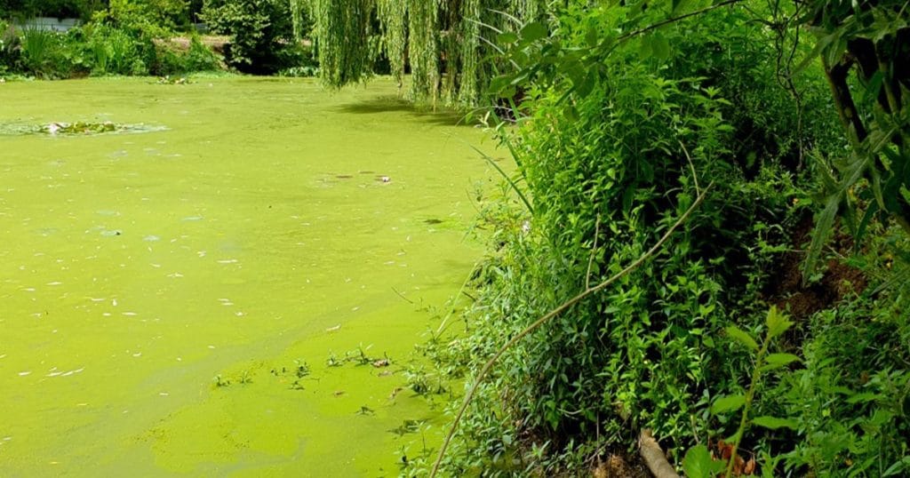 Scientists Explain Unique Formation of Ancient Algae that Evolved ...