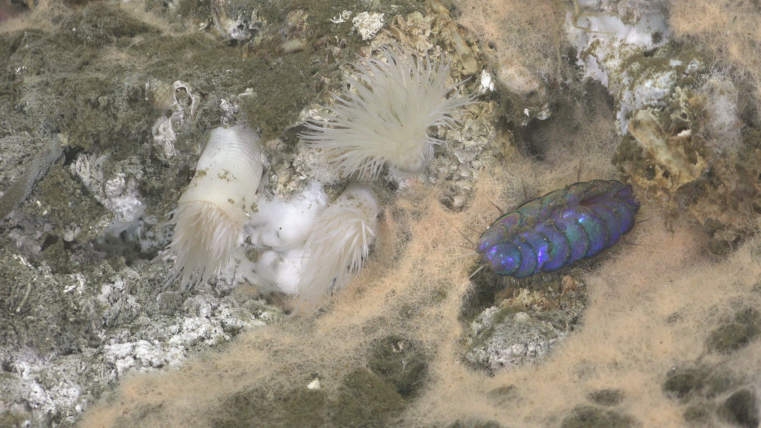 Multidisciplinary Teams Aid in Understanding the Deep - environment ...