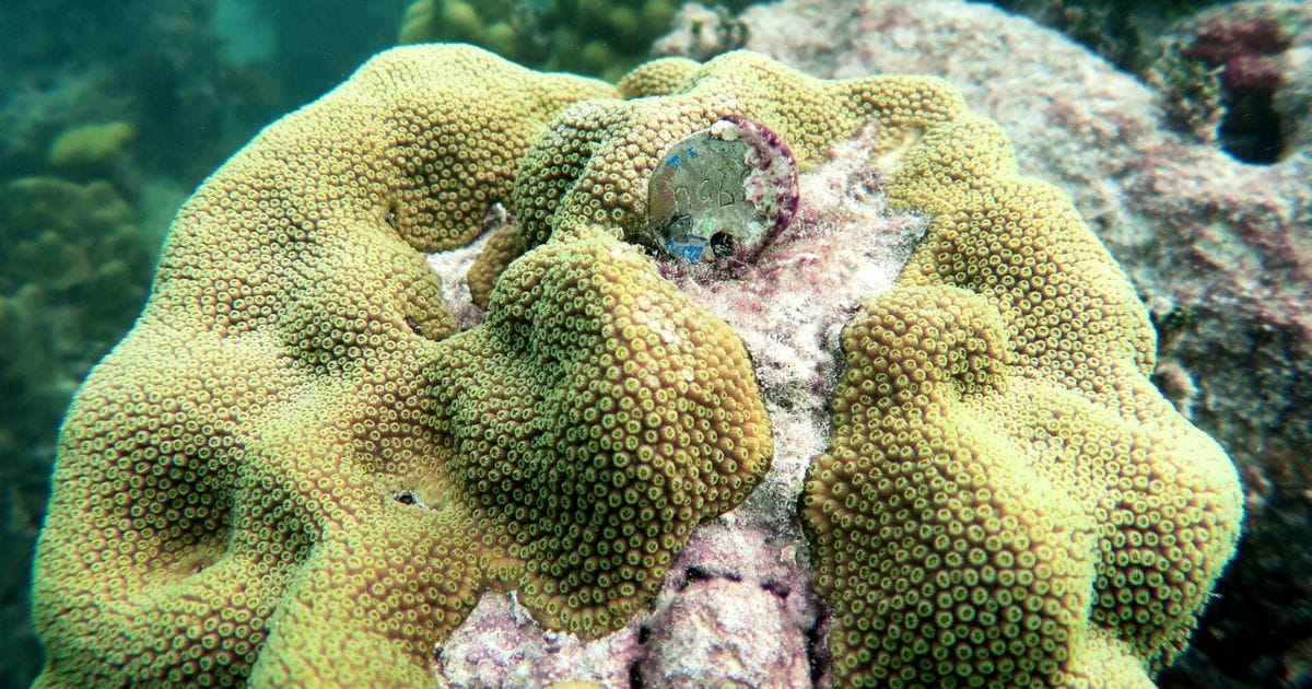 Surprising Discovery About Coral’s Resilience Could Help Reefs Survive ...