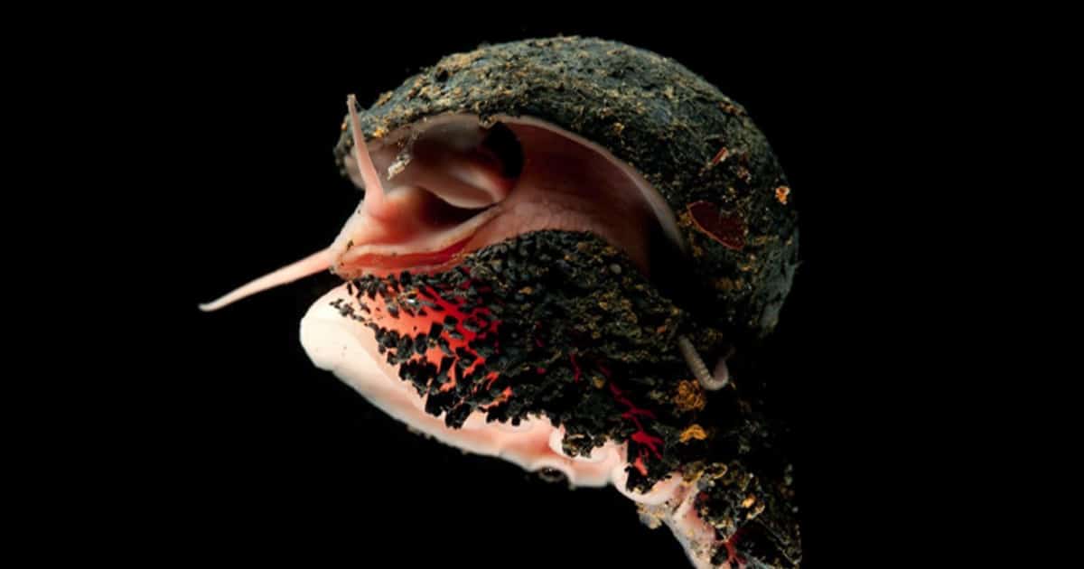 Ocean Census and WoRMS Announce Partnership to Enhance Rapid Discovery ...