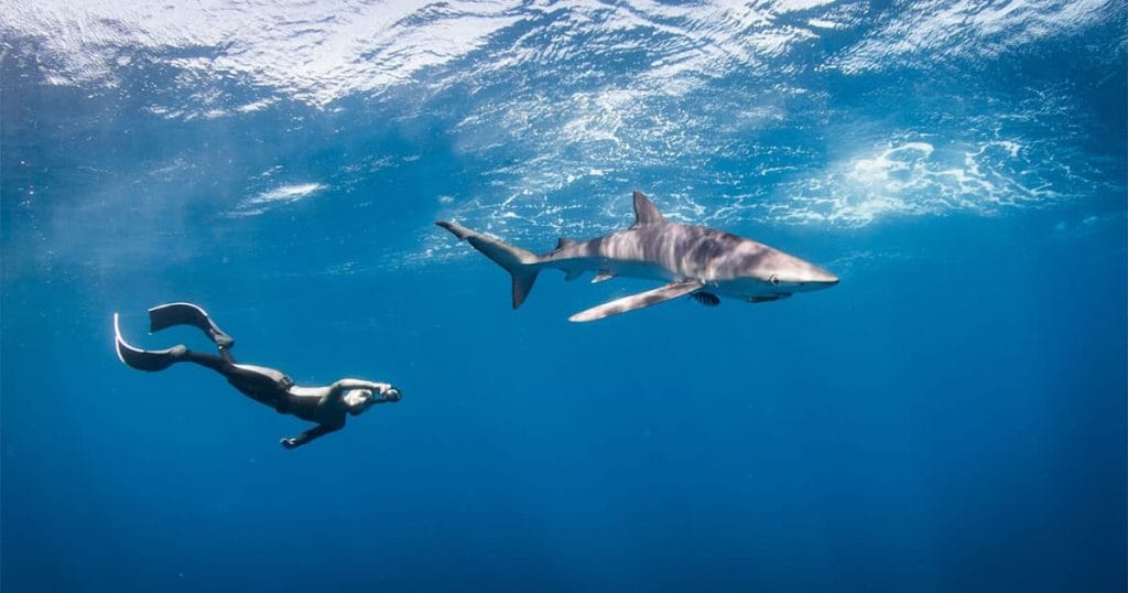 AZTI Leads a Project to Study Shark Behavior and Protect the Marine ...