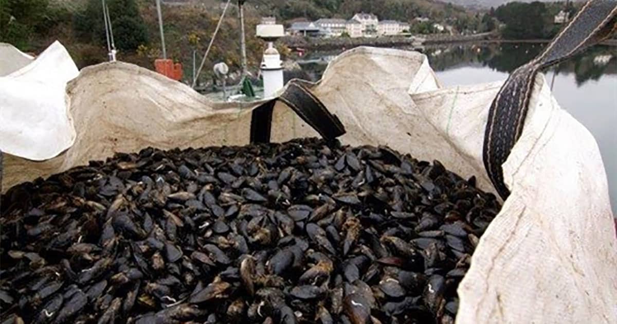 Marine Institute to Host 12th Shellfish Safety Workshop - environment ...