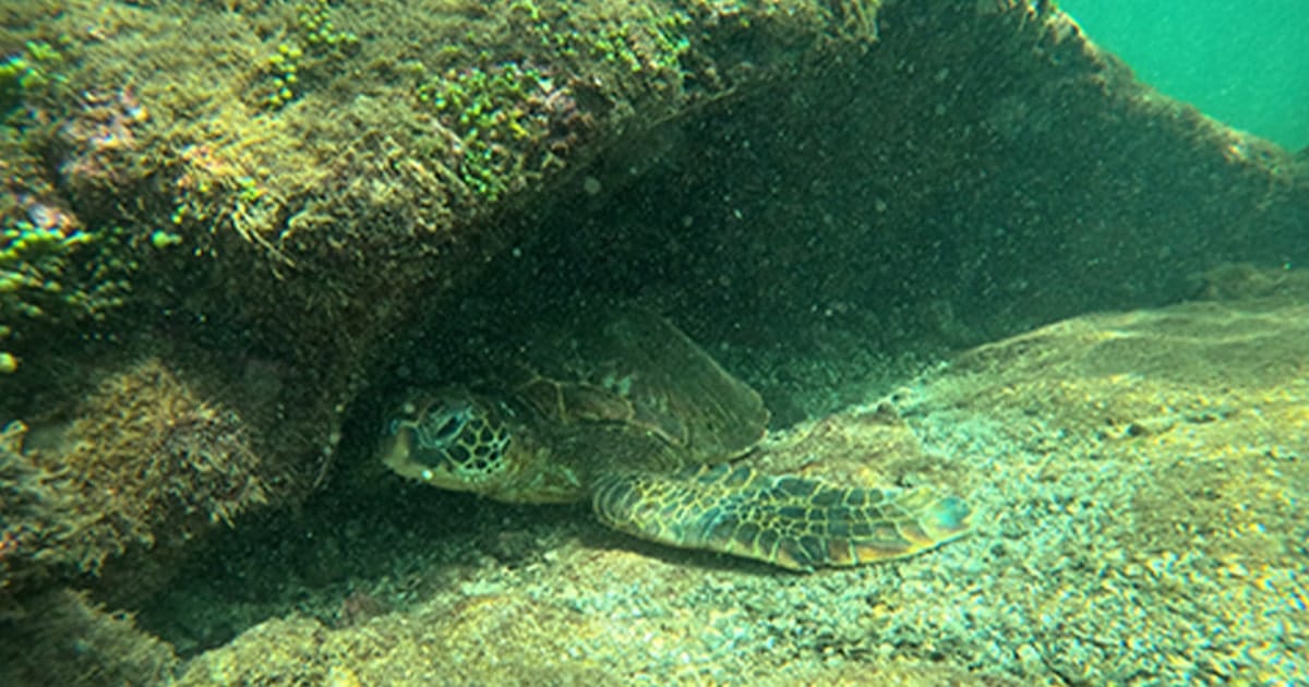 Global Marine Life is on the Move Due to Sea Temperature Rises ...