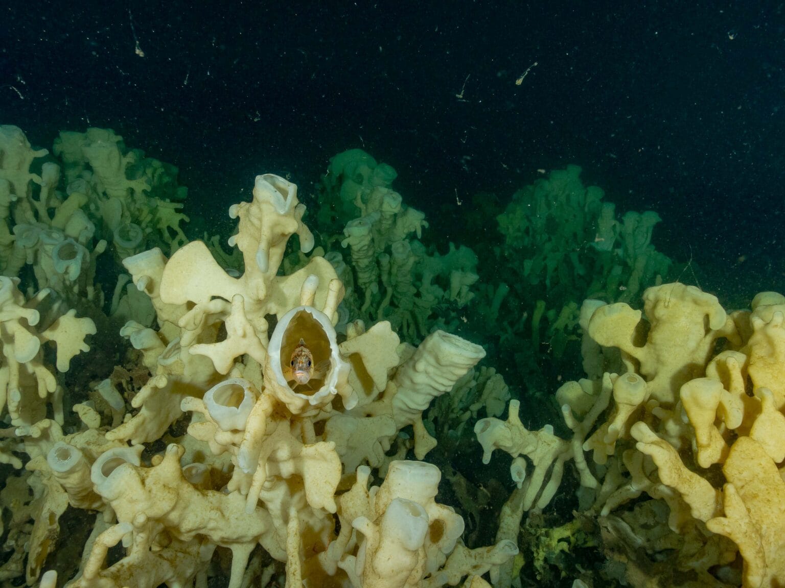 Mapping the Hecate Strait Glass Sponge Reefs - environment coastal ...